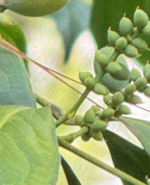 How to draw COCOA FRUIT « TanglePatterns.com