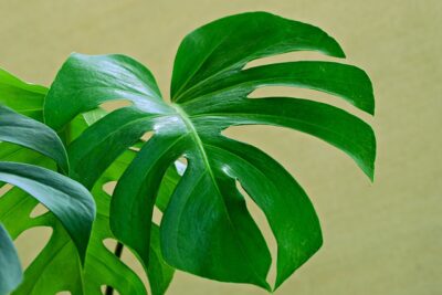 How to draw MONSTER « TanglePatterns.com