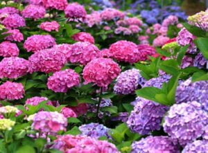 How to draw SAILY « TanglePatterns.com