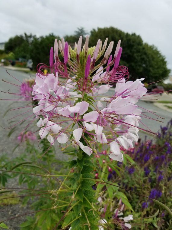 How to draw SHORELY « TanglePatterns.com